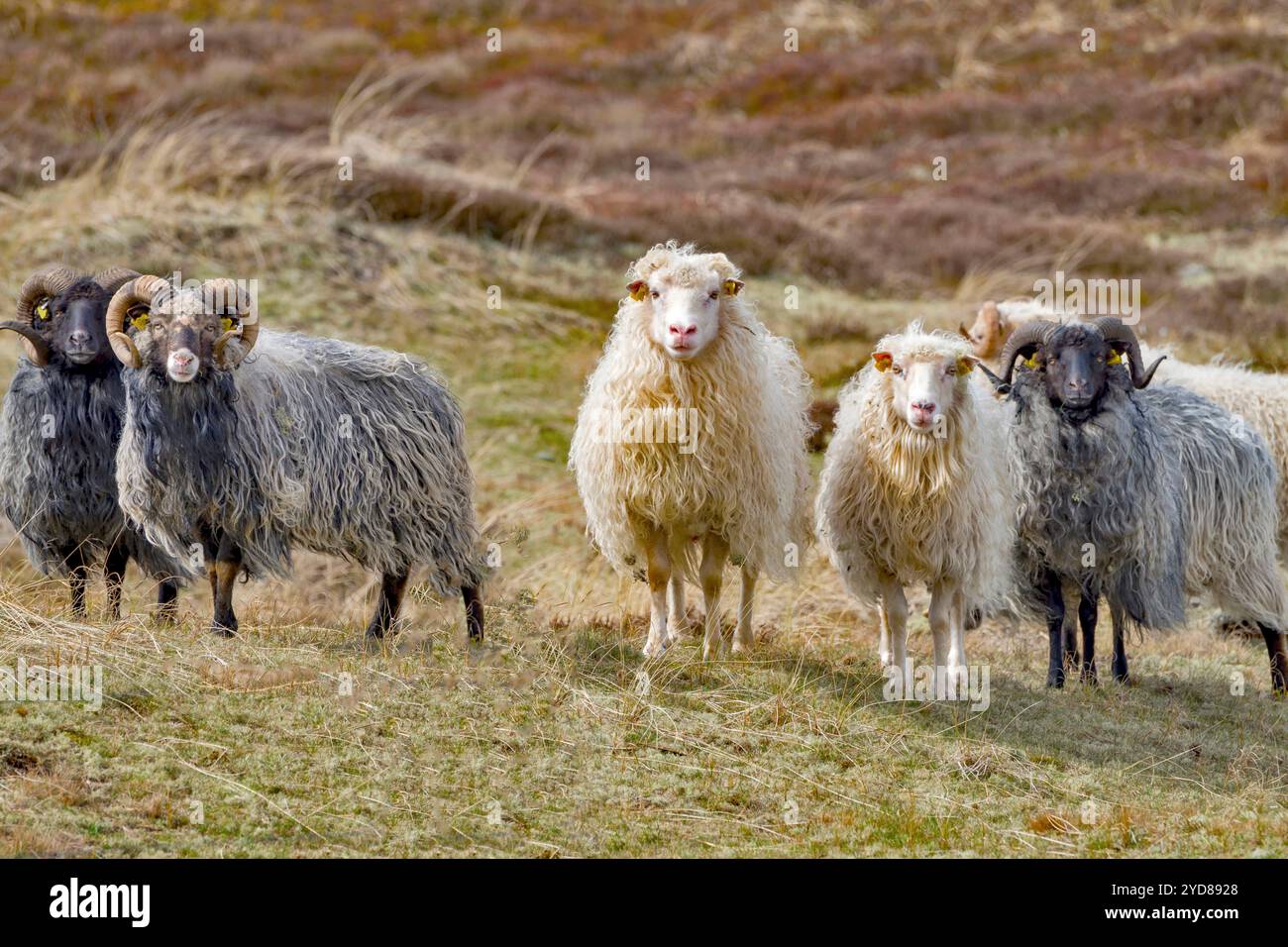 A group of Skudden sheep on a meadow Stock Photo - Alamy