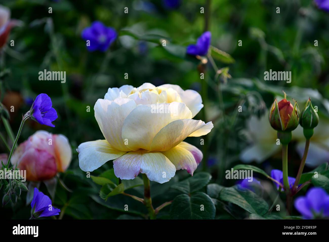 Rosa Windermere,Rose Windermere,Aushomer,English Shrub Rose Bred By ...