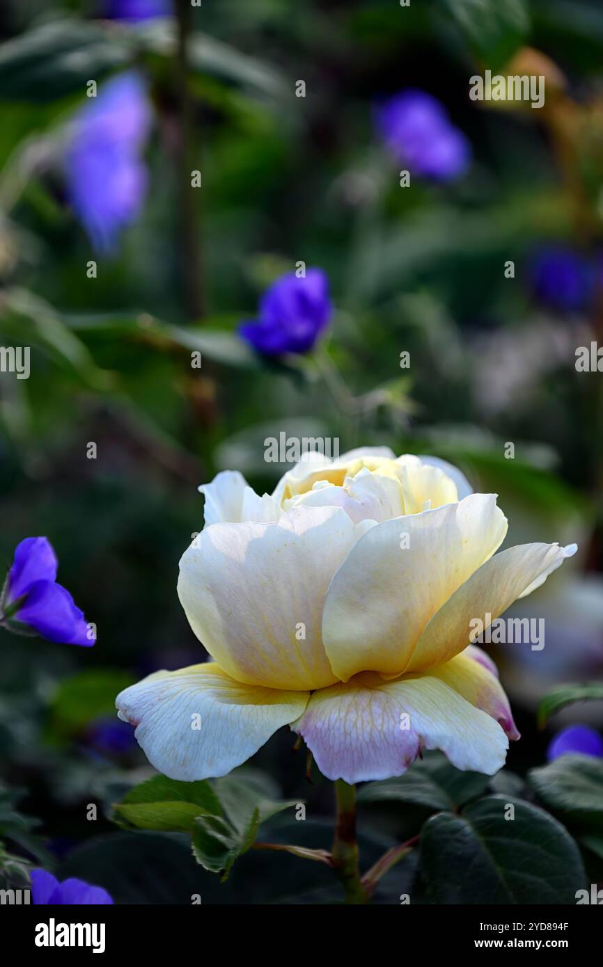 Rosa Windermere,Rose Windermere,Aushomer,English Shrub Rose Bred By ...
