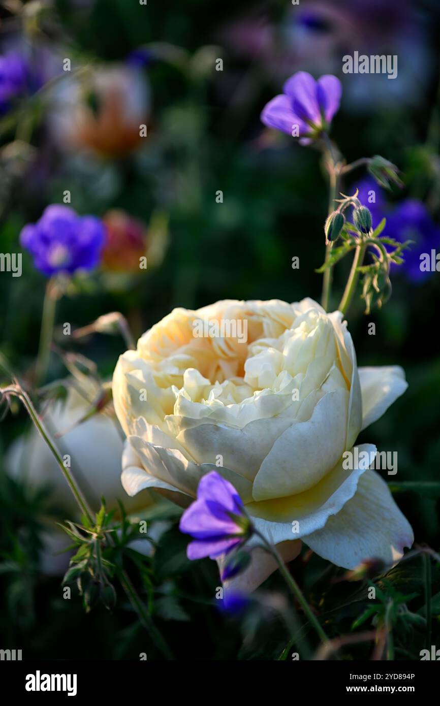 Rosa Windermere,Rose Windermere,Aushomer,English Shrub Rose Bred By ...