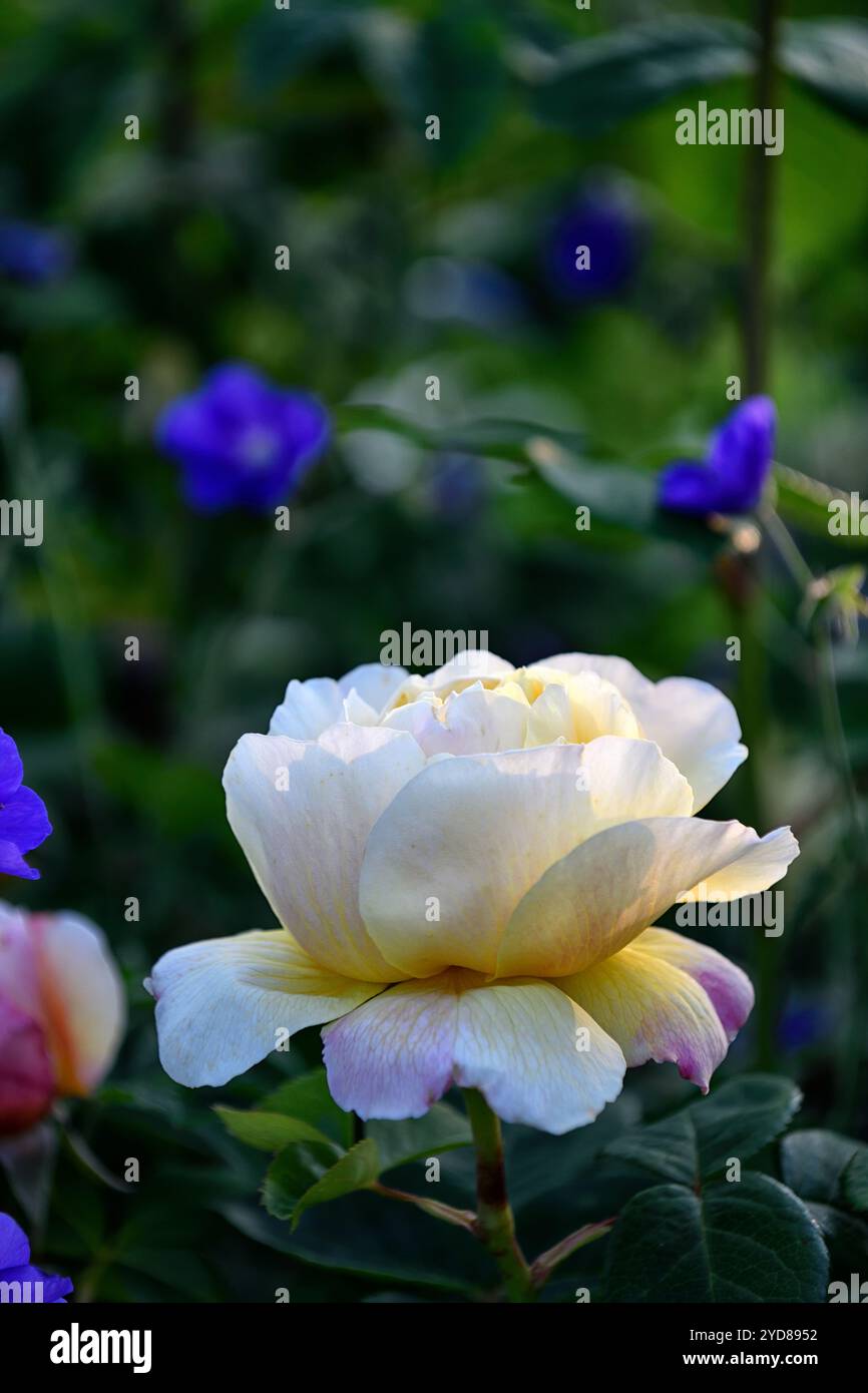 Rosa Windermere,Rose Windermere,Aushomer,English Shrub Rose Bred By ...