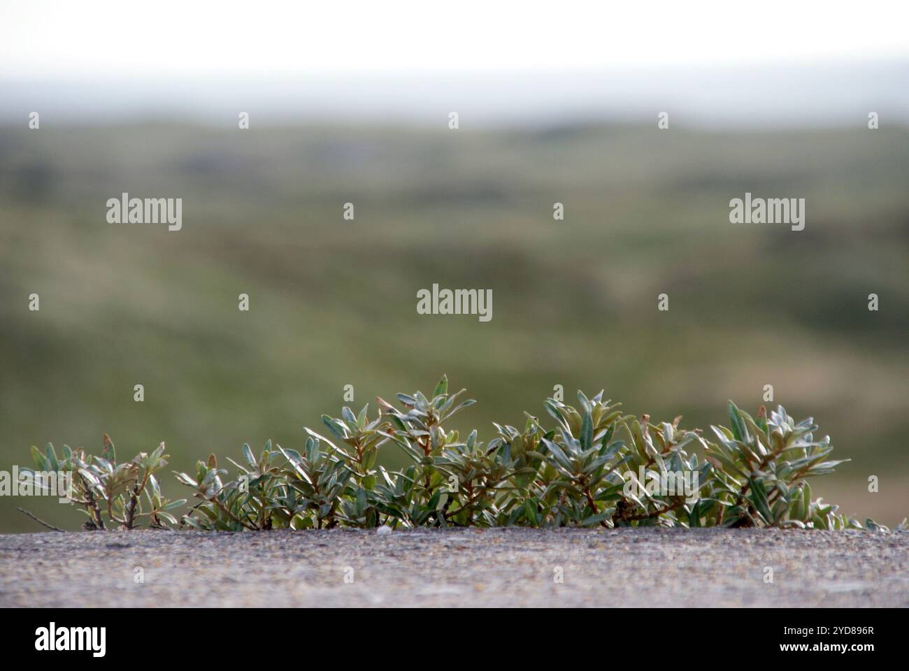 Plants on the dunes in Denmark Stock Photo - Alamy