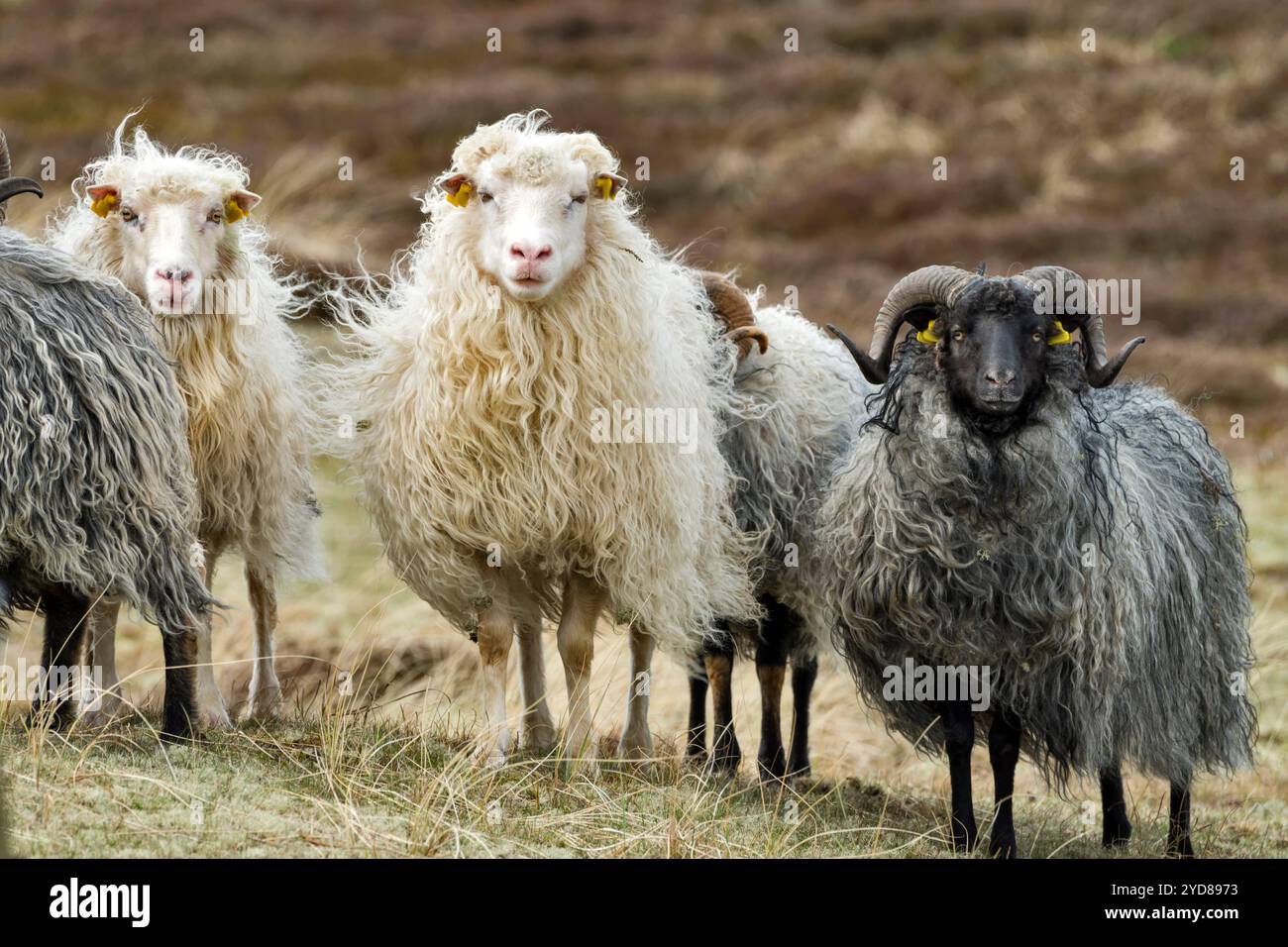 Goat on meadow eating grass hi-res stock photography and images - Alamy