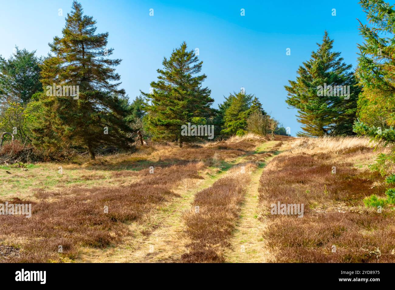 National Park Thy at the north sea coast in Denmark Stock Photo - Alamy