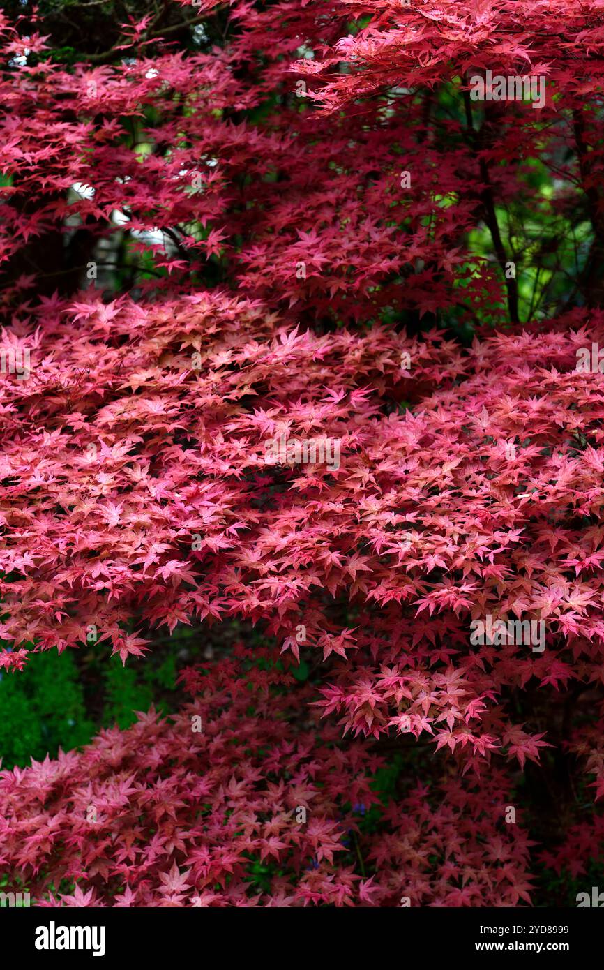 Acer palmatum otome zakura red hi-res stock photography and images - Alamy