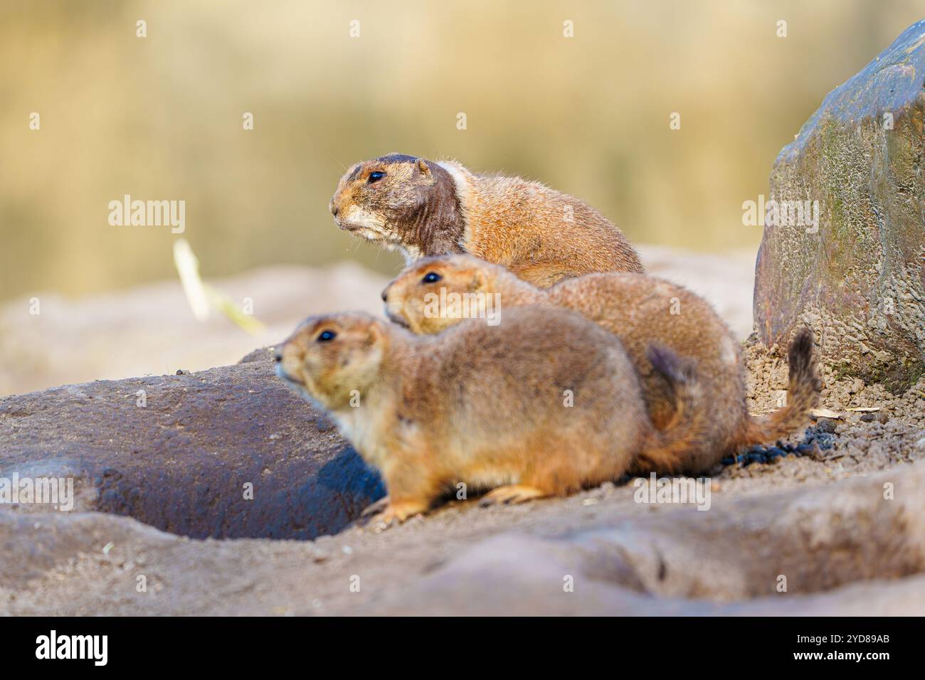 Three alert prairie dogs standing on the rock in the nature looking ...