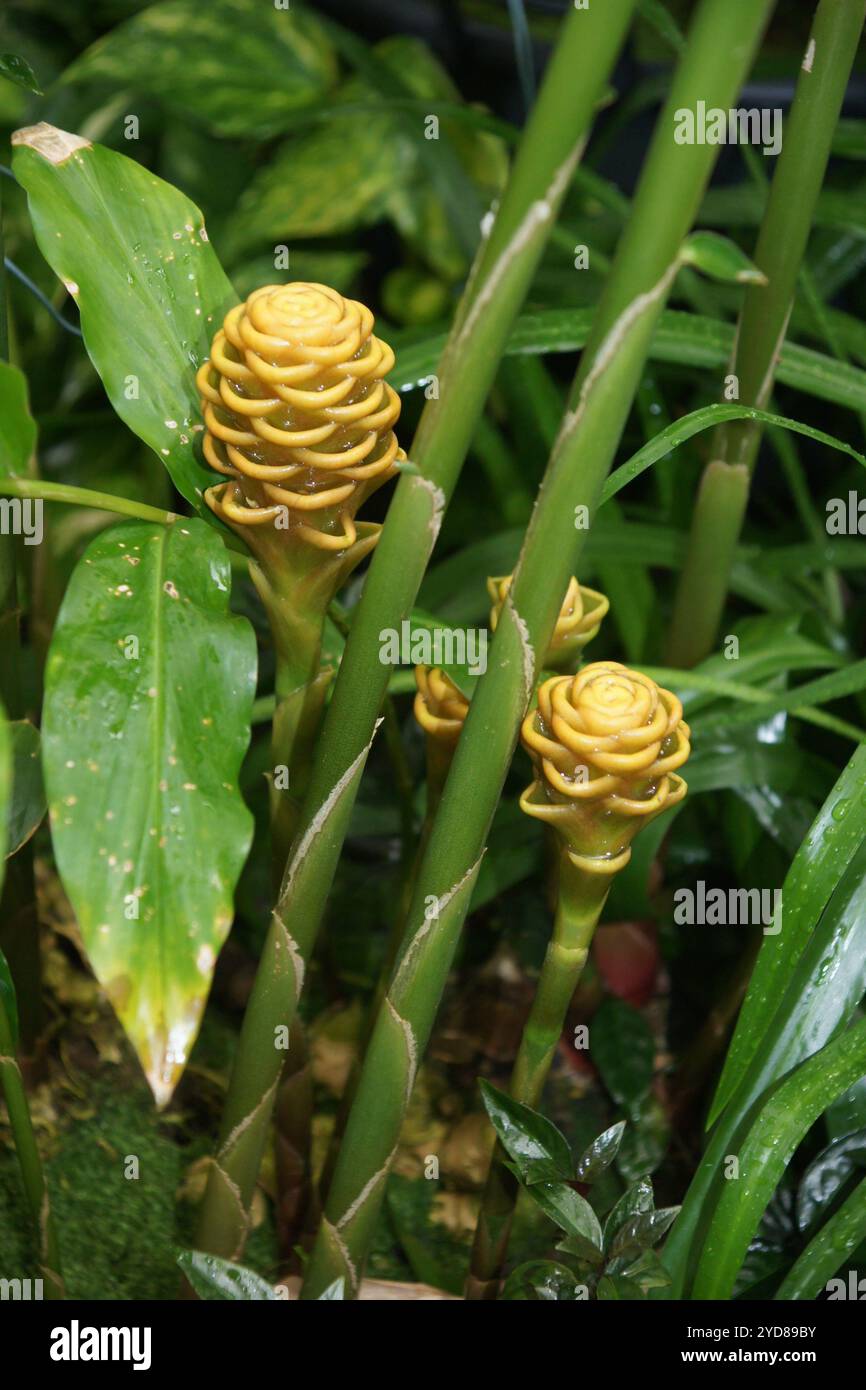 Zingiber officinale flower hi-res stock photography and images - Alamy