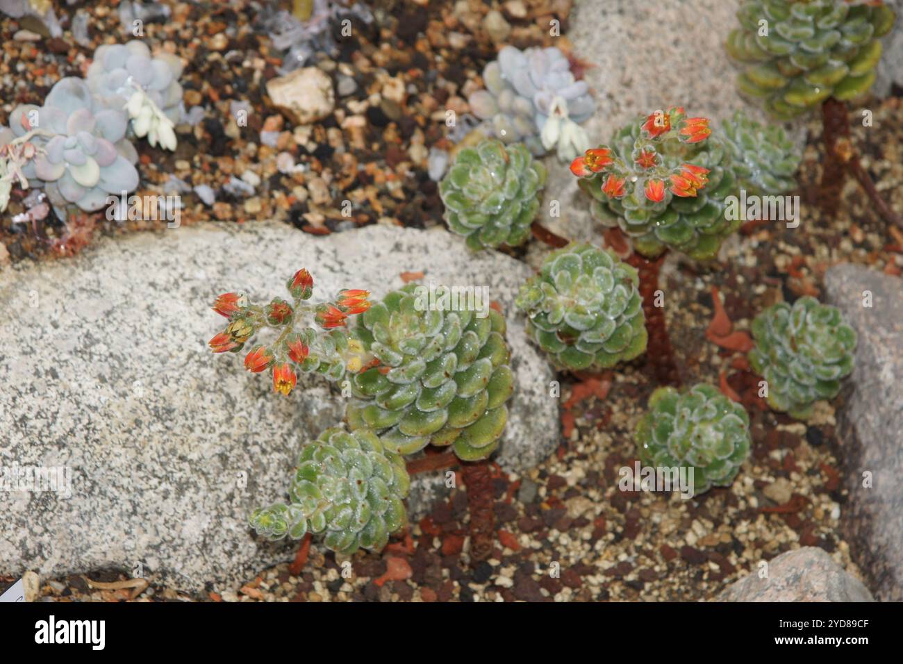 Echeveria echeveria setosa hi-res stock photography and images - Alamy