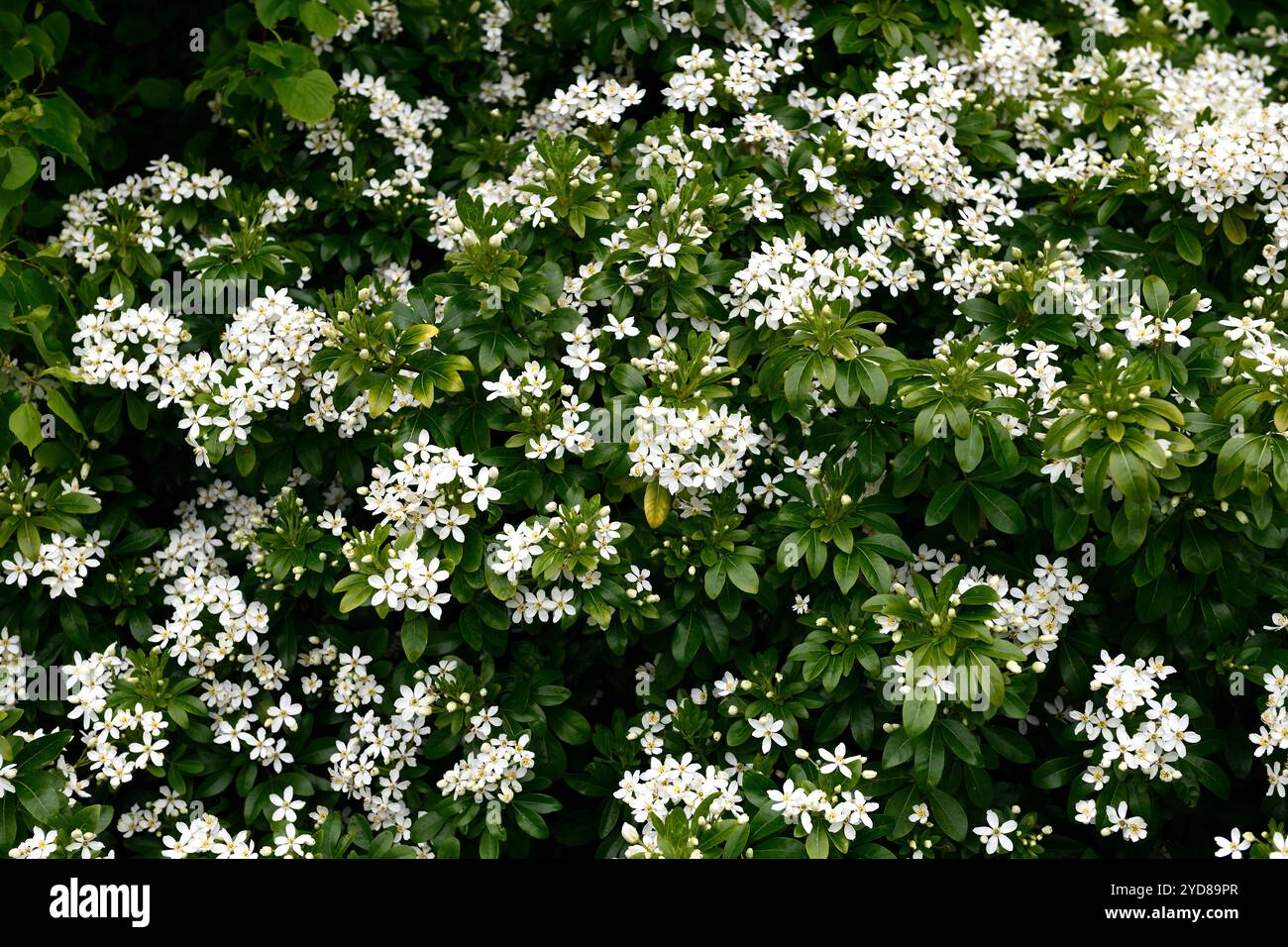 choisya ternata,white flowers,white flowering shrub, evergreen shrubs ...
