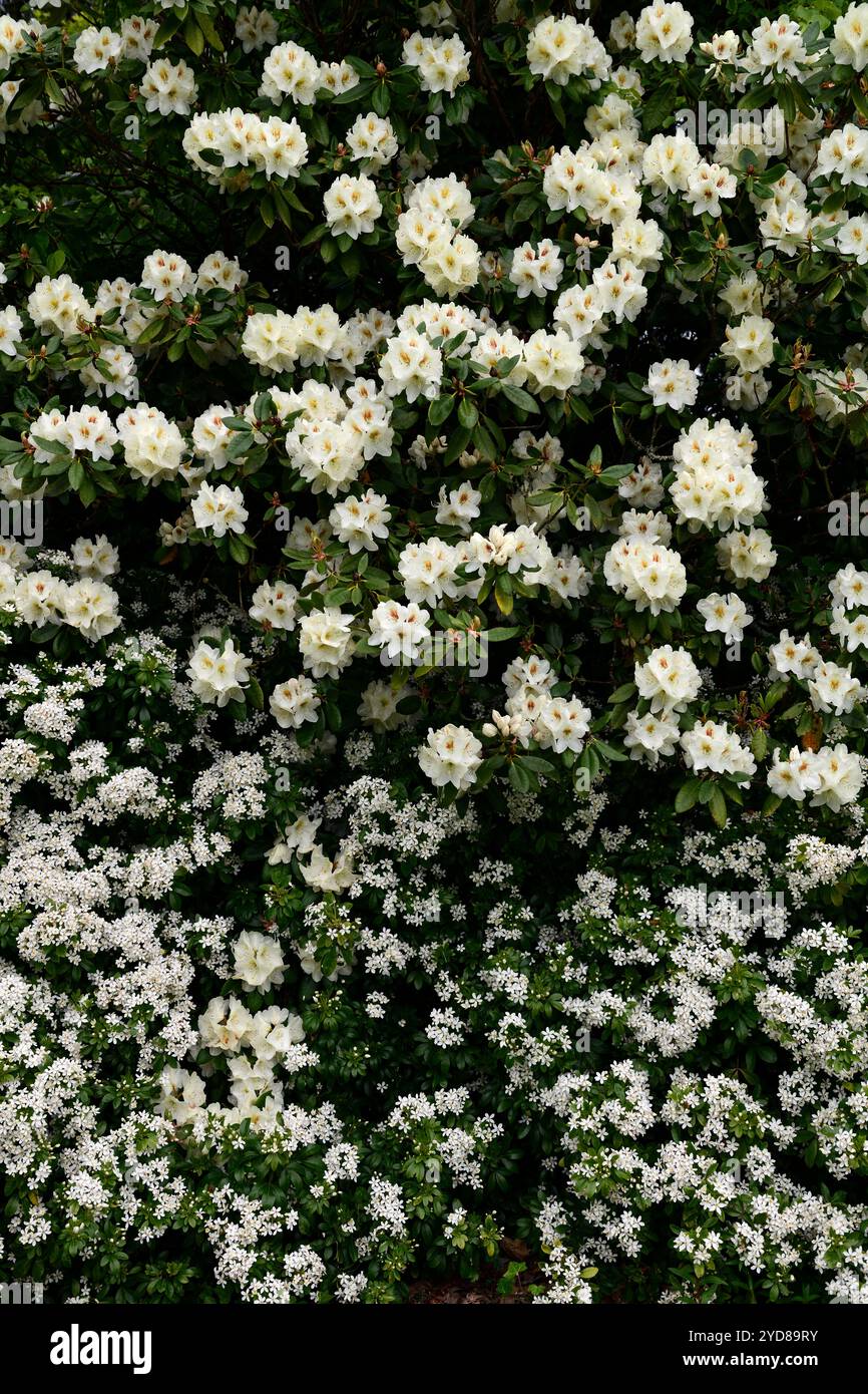 choisya ternata,white rhododendron,choisya and rhododendron,white ...