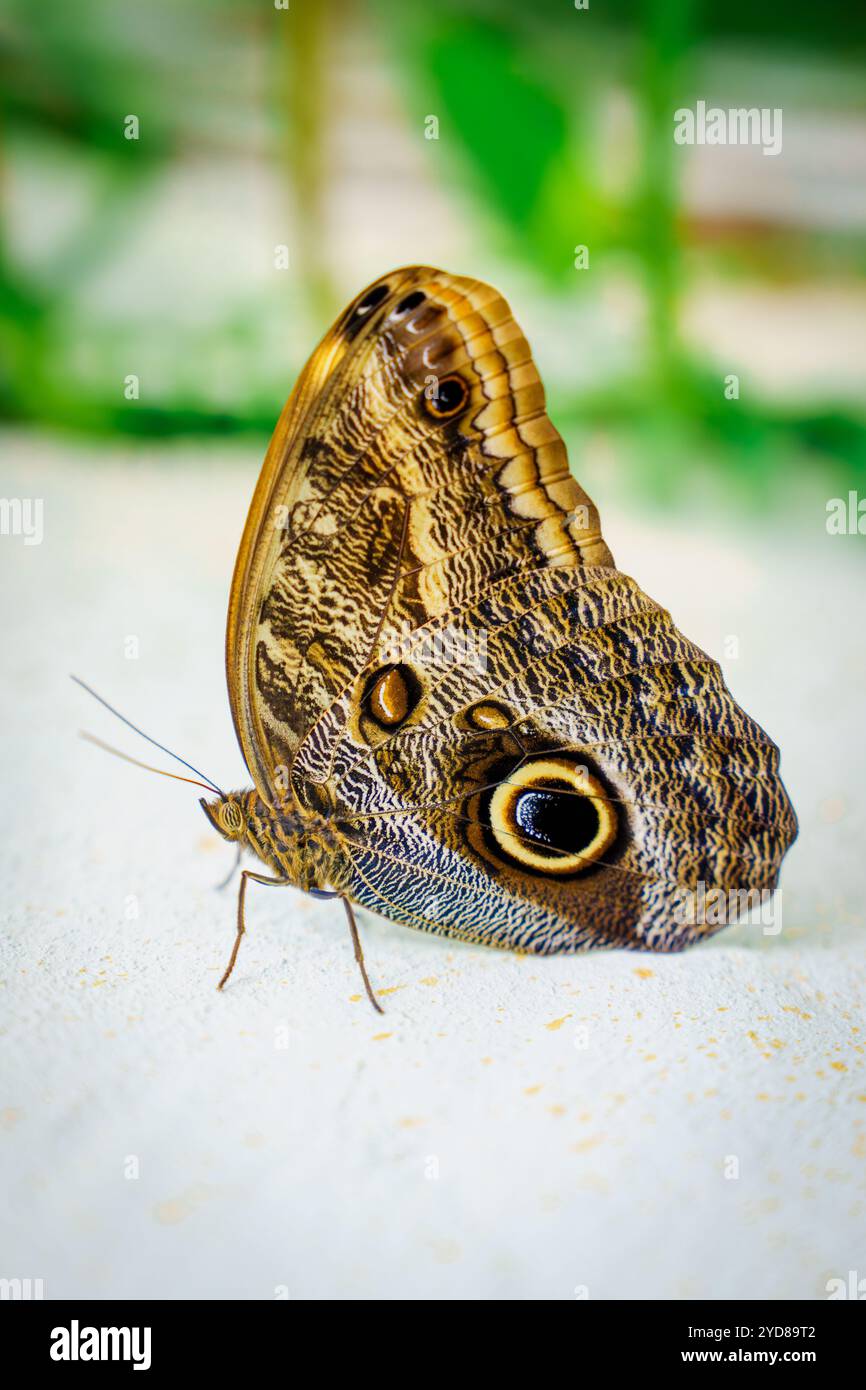 Vibrant Closeup of a Colorful Butterfly with Unique Wing Patterns on a ...