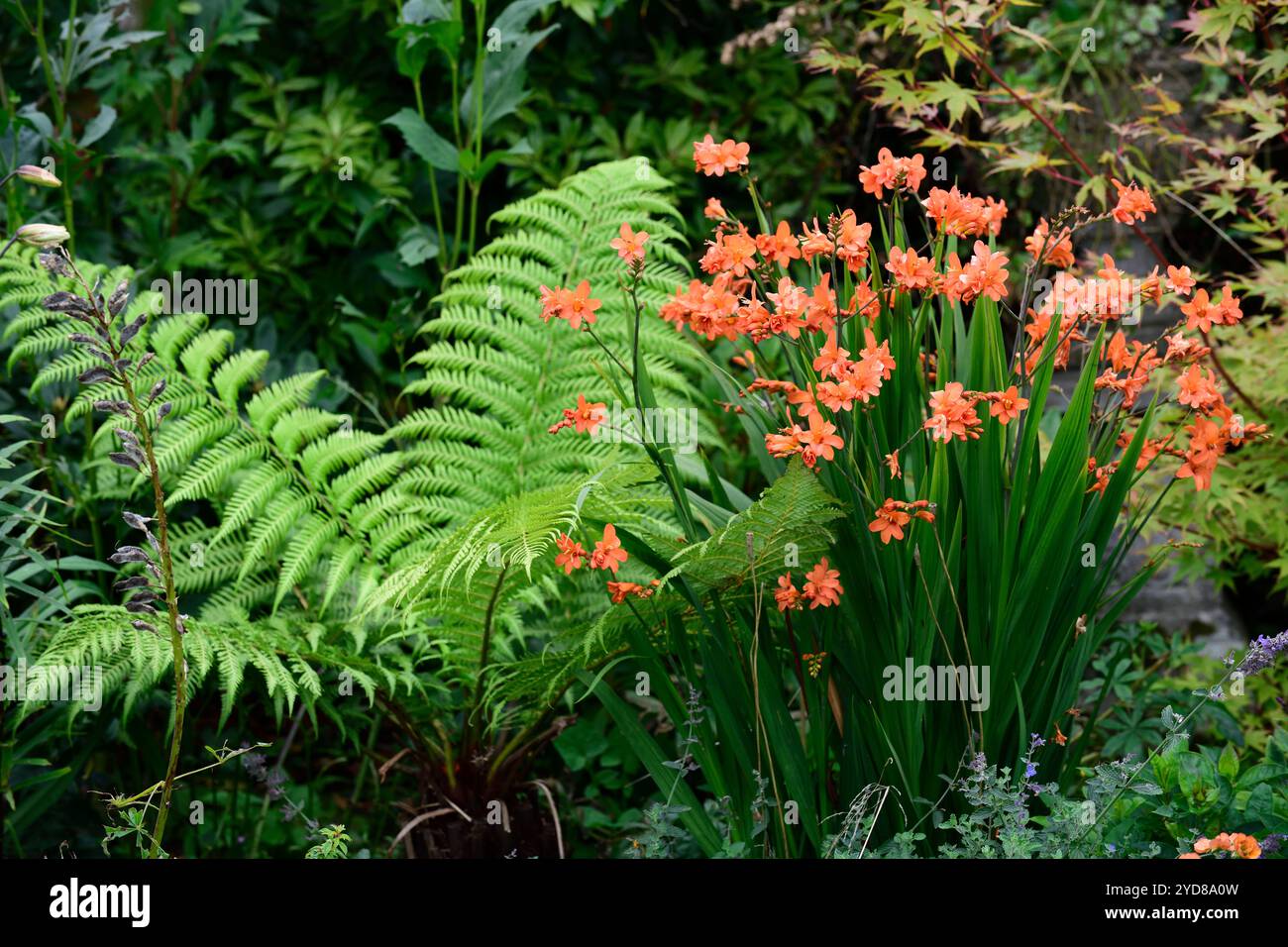 Crocosmia Okavango,dryopteris,crocosmia and fern,crocosmia and ferns ...