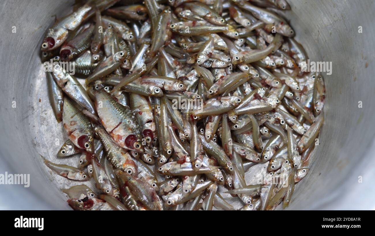 Pile of Freshly Caught Small Fish in a Metal Container Stock Photo - Alamy