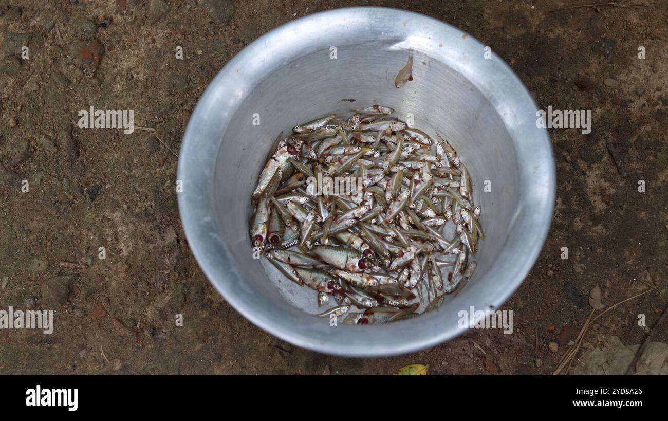 Pile of Freshly Caught Small Fish in a Metal Container Stock Photo - Alamy