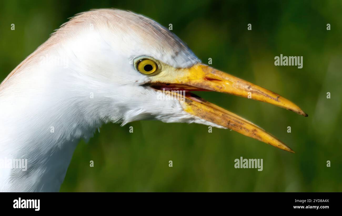 Cattle Egret Portrait Stock Photo - Alamy