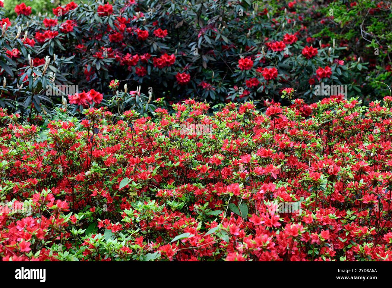 red azalea, azaleas, red azaleas, rhododendron, wood, woodland ...