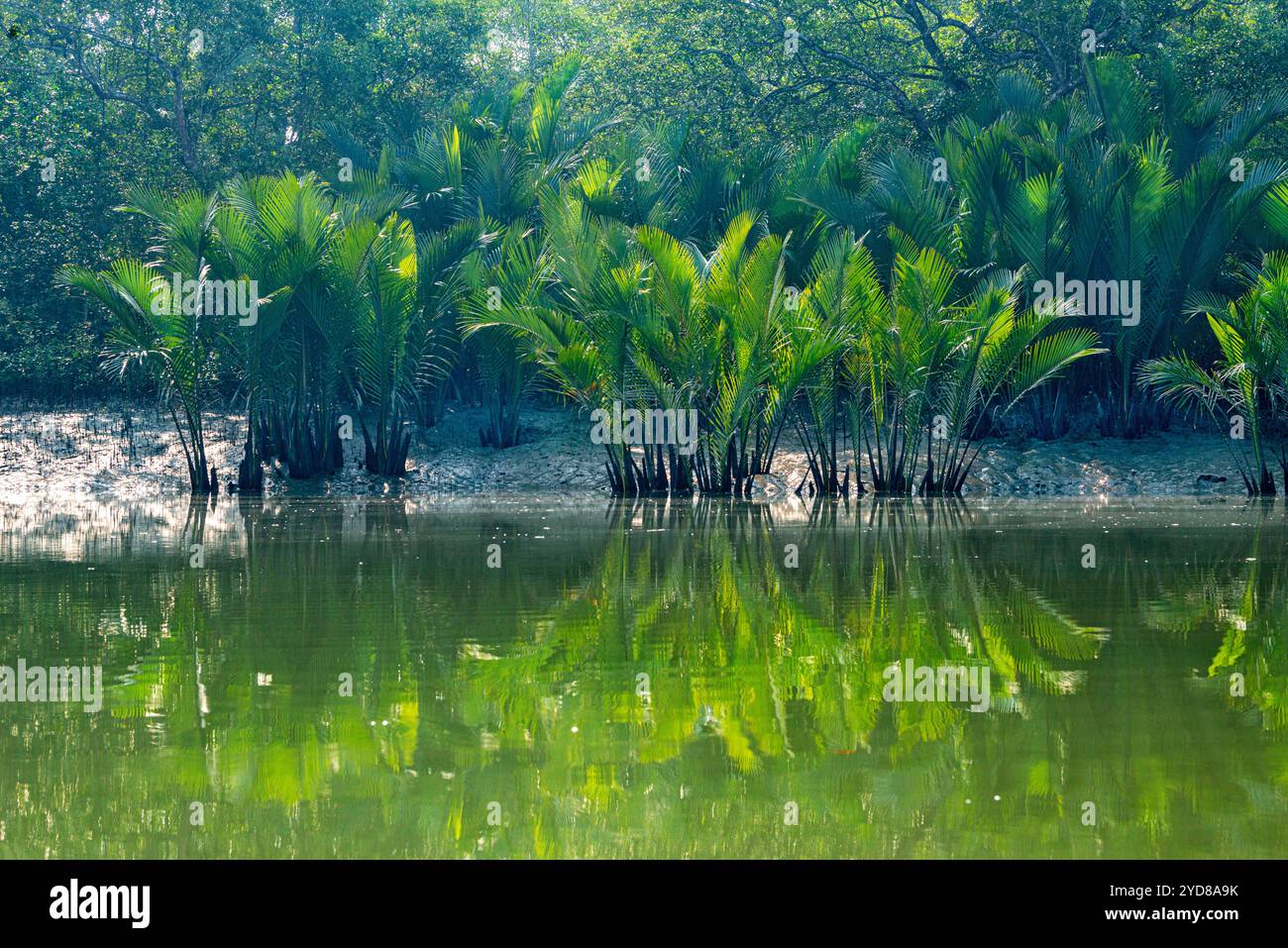 World largest mangrove forest Sundarbans, famous for the Royal Bengal ...