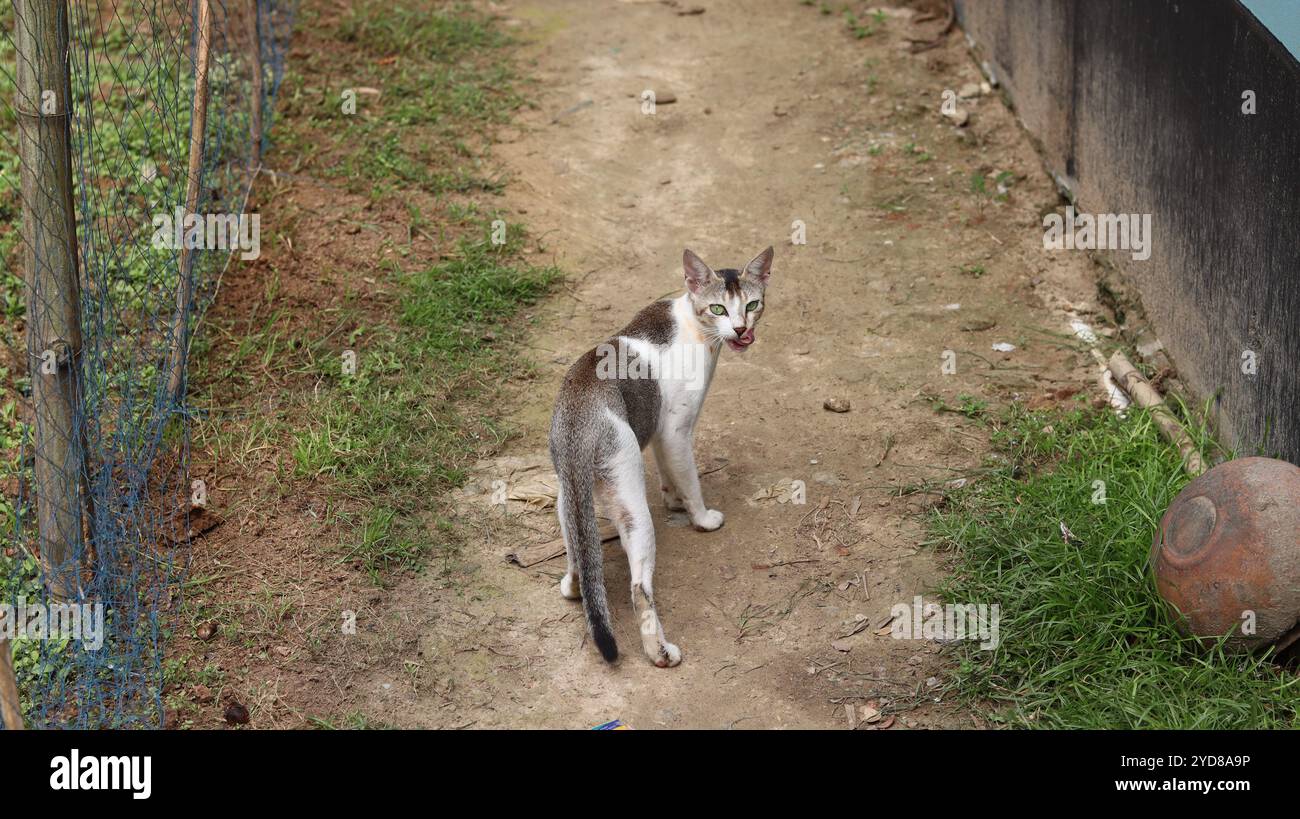 Curious Cat Walking on a Path in a Rural Setting Stock Photo - Alamy