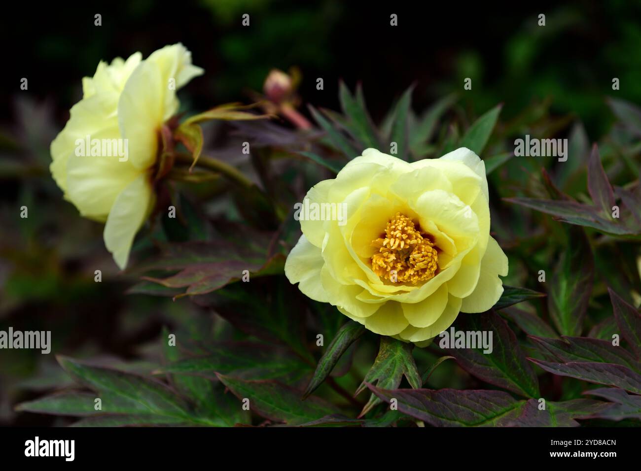 Paeonia lutea var ludlowii,yellow flowers,yellow flowering peony,wild ...