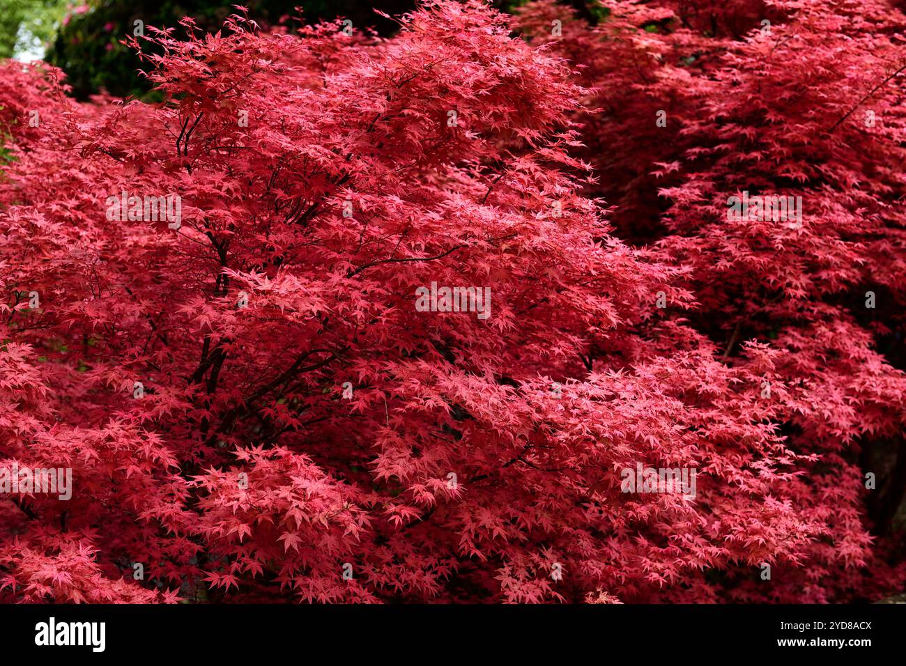 Acer palmatum otome zakura red hi-res stock photography and images - Alamy