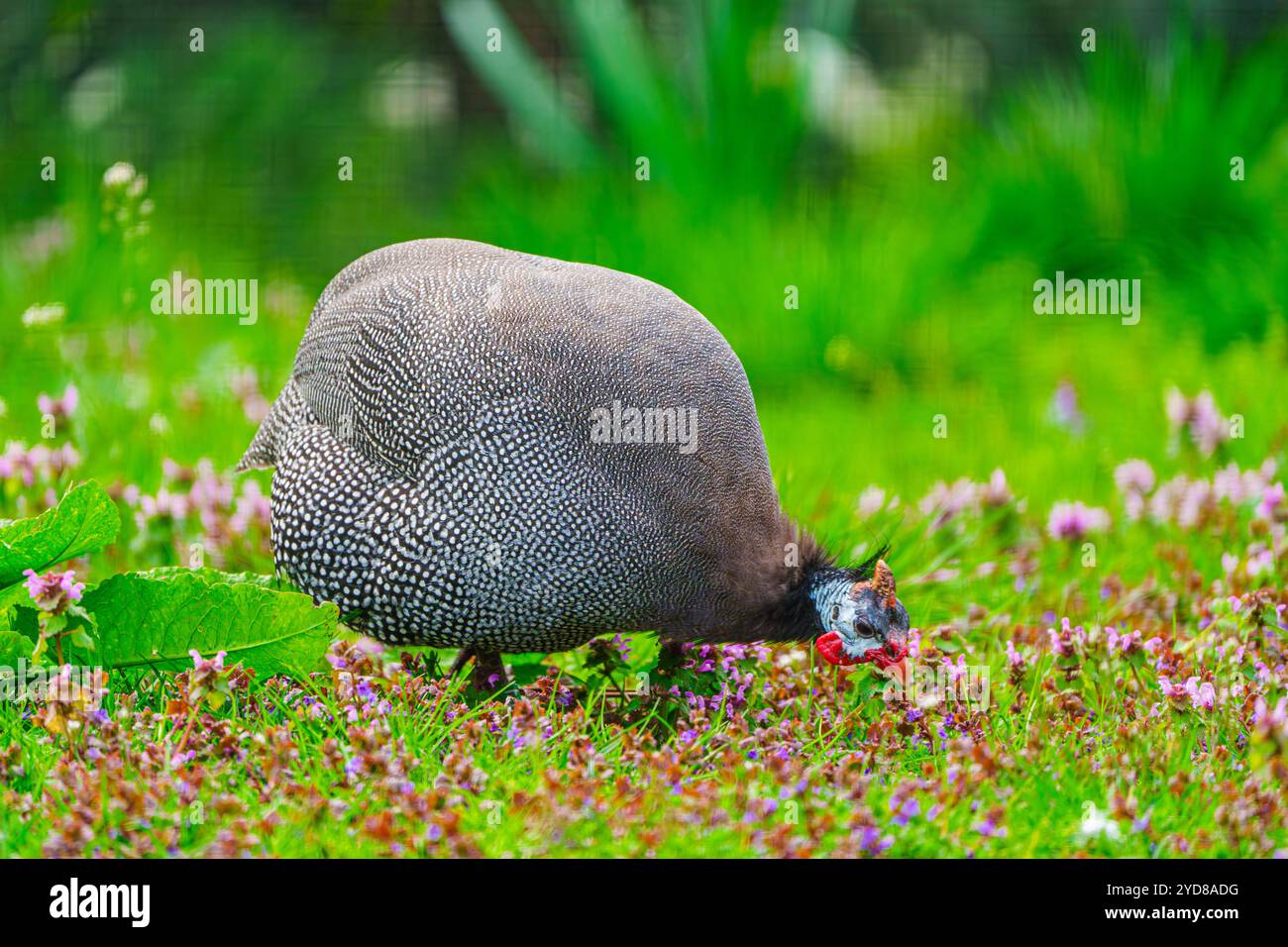 A Gray Guineafowl with White Spots Foraging in a Lush Green Field Under ...