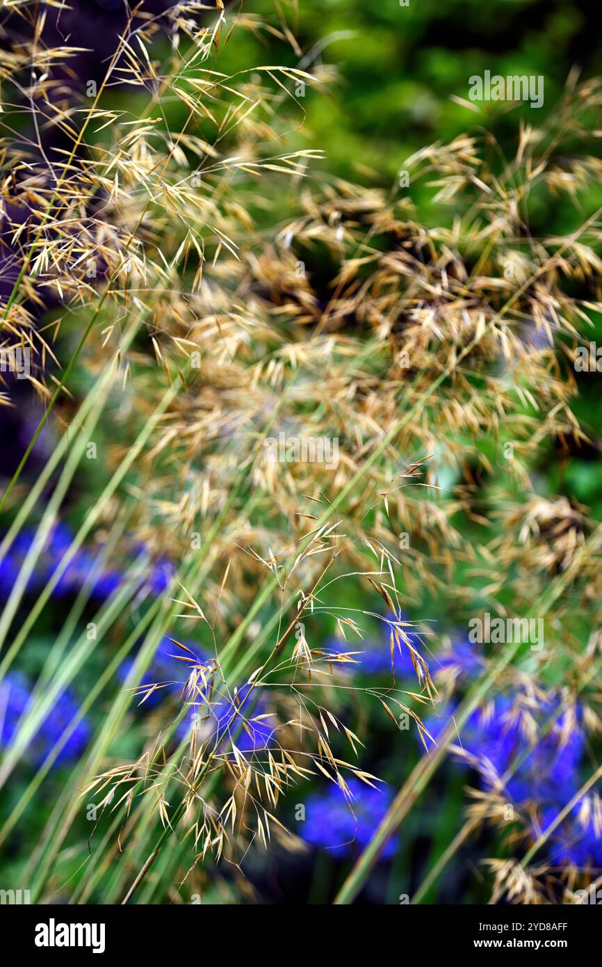 stipa gigantea,giant feather grass,seedhead,seeds,grass,grasses ...