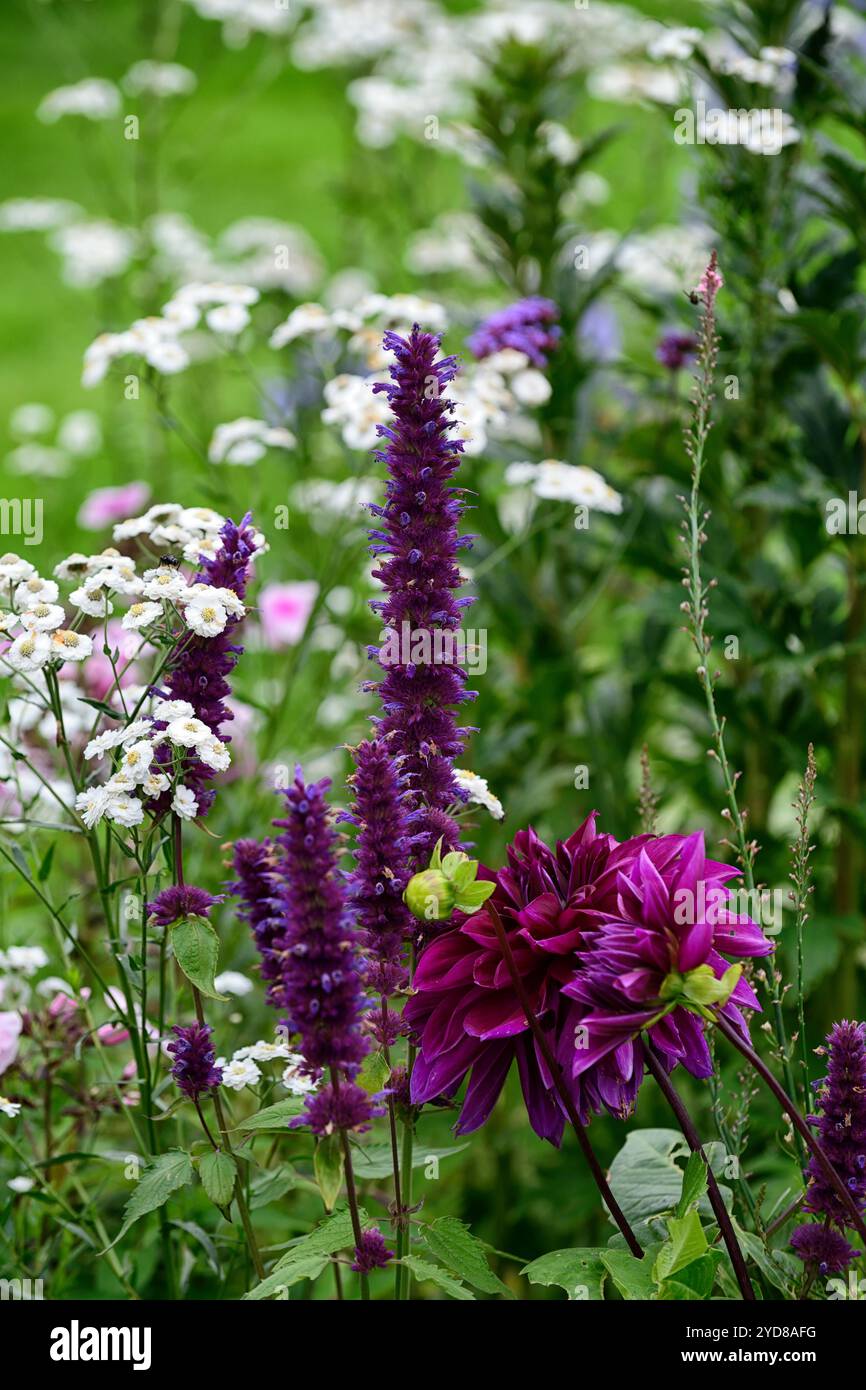 achillea ptarmica the pearl,dahlia Thomas Edison,Agastache Black Adder ...