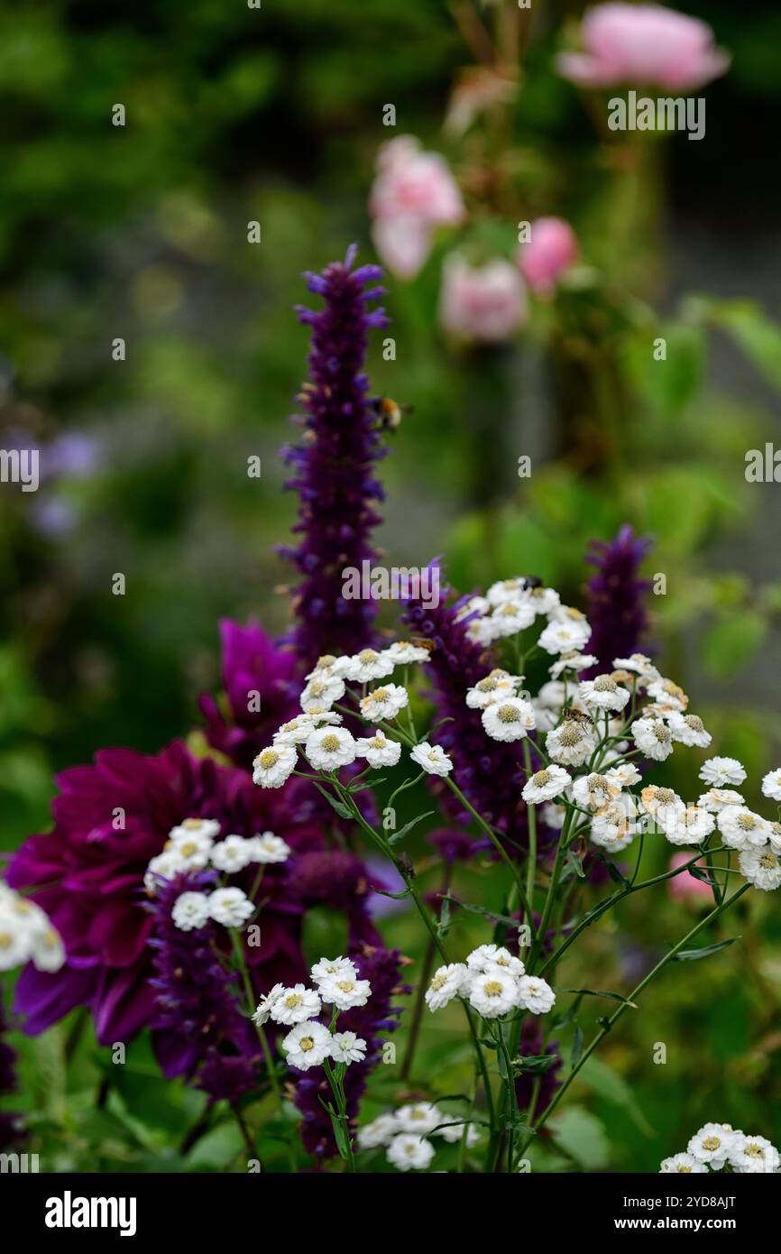 achillea ptarmica the pearl,dahlia Thomas Edison,Agastache Black Adder ...