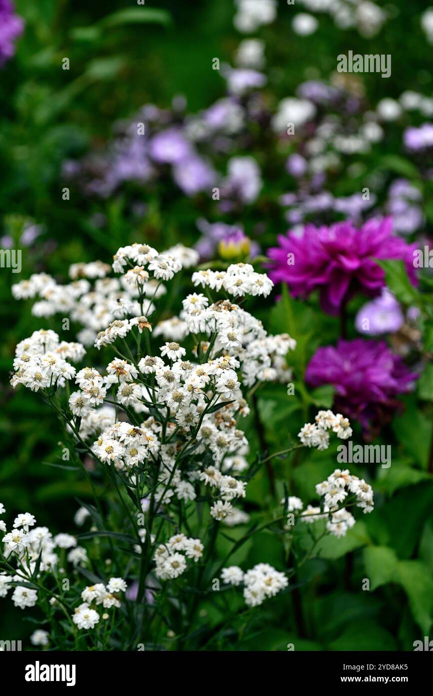 achillea ptarmica the pearl,dahlia, white and deep purple flowers,mixed ...