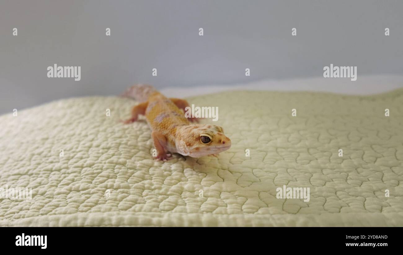 gecko crawls across a soft, textured surface, embodying the connection ...