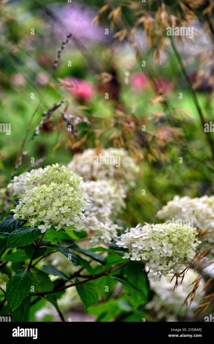 Hydrangea paniculata,white flower panicles,white flowering hydrangea ...