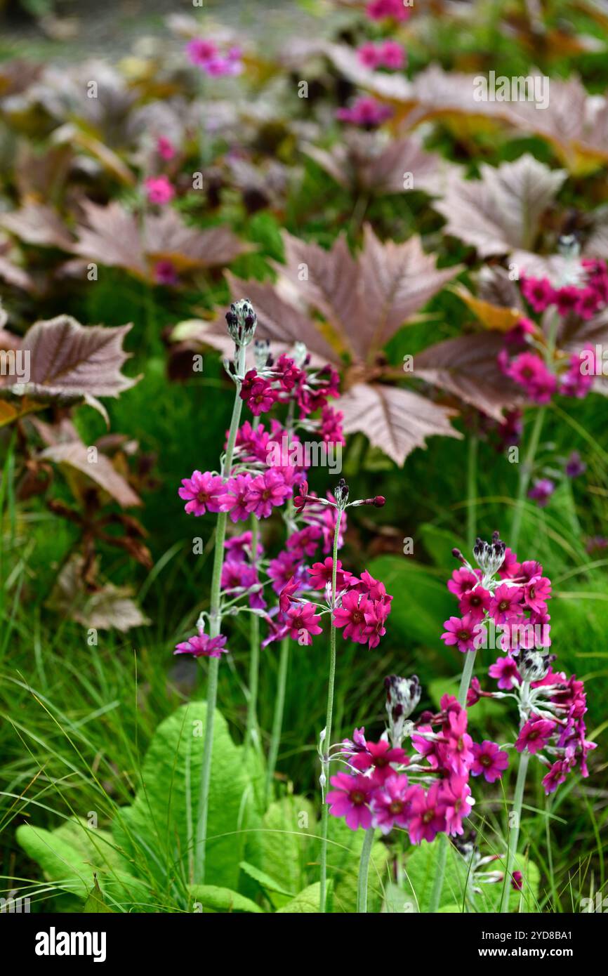 primula japonica millers crimson,primula miller,primula millers,primula ...