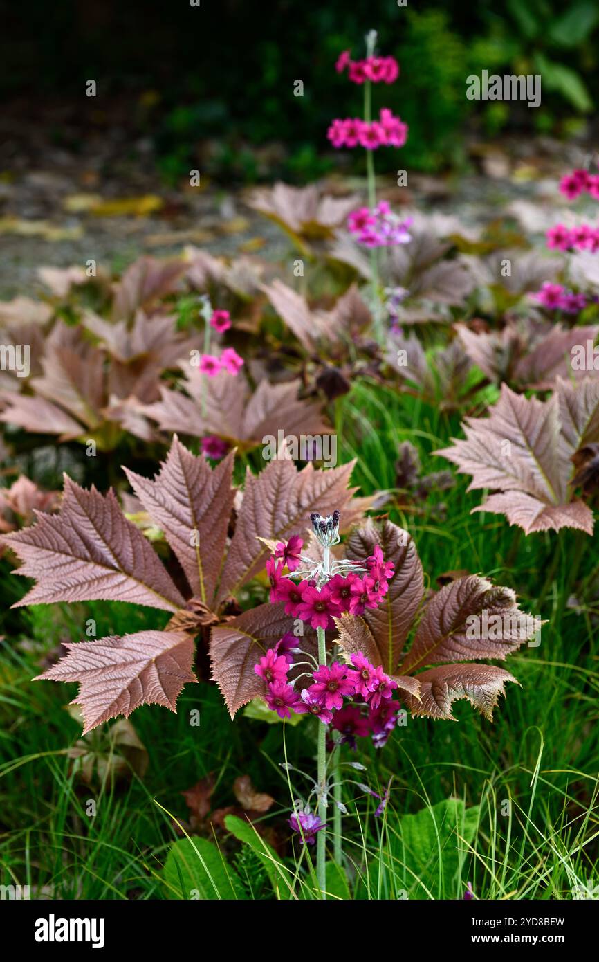 primula japonica millers crimson,primula miller,primula millers,primula ...
