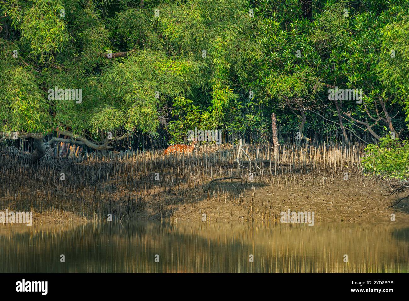 World largest mangrove forest Sundarbans, famous for the Royal Bengal ...