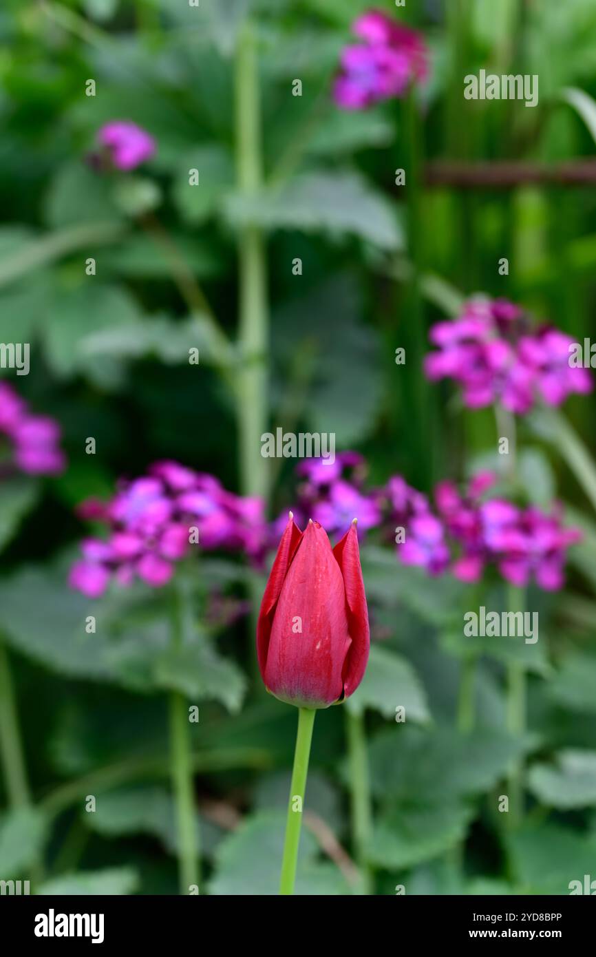 Tulip aximensis,Tulipa aximensis,red flowers,species tulip,species ...