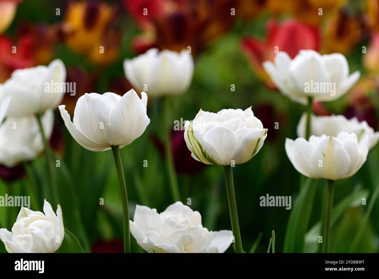 Tulip Tacoma,tulipa tacome,double late flowers,double white flowers ...