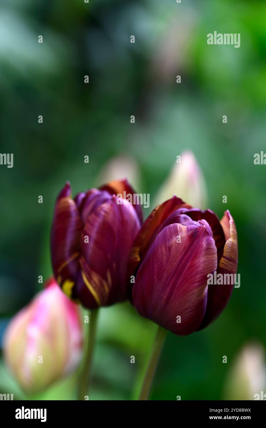 Tulipa absalon rembrandt hi-res stock photography and images - Alamy