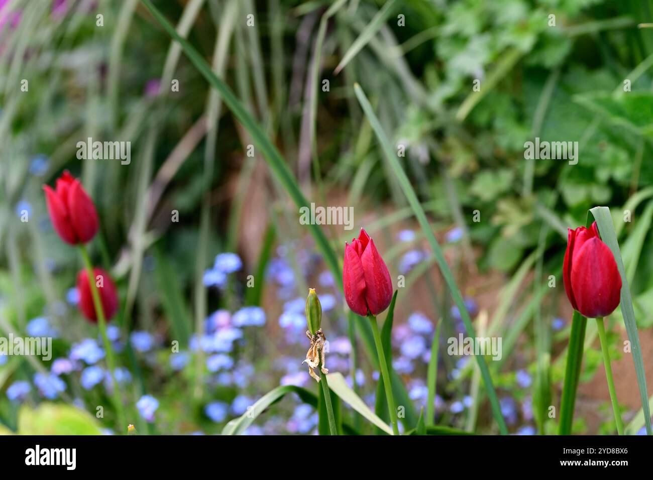 Tulip aximensis,Tulipa aximensis,red flowers,species tulip,species ...