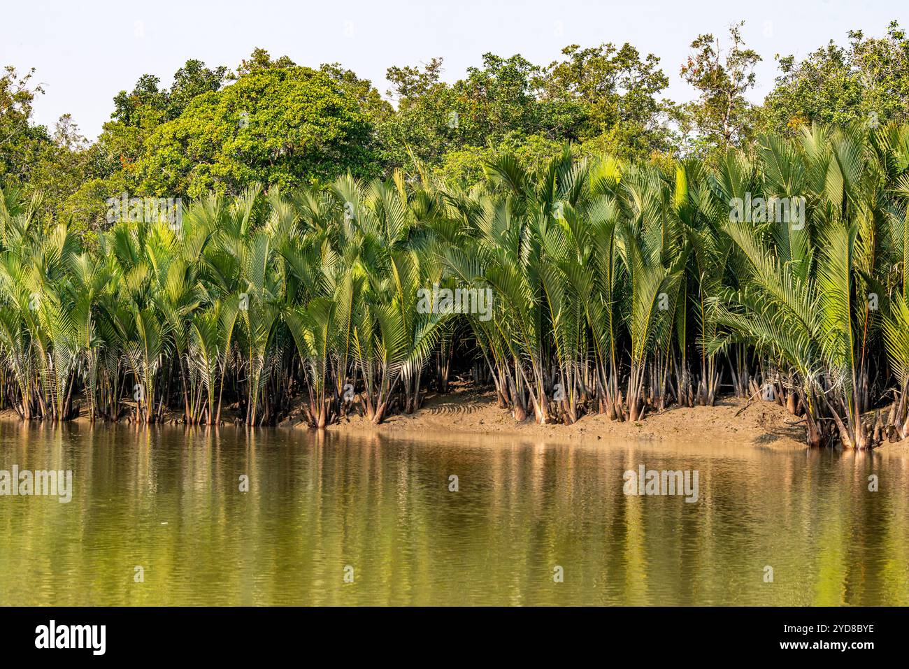 World largest mangrove forest Sundarbans, famous for the Royal Bengal ...
