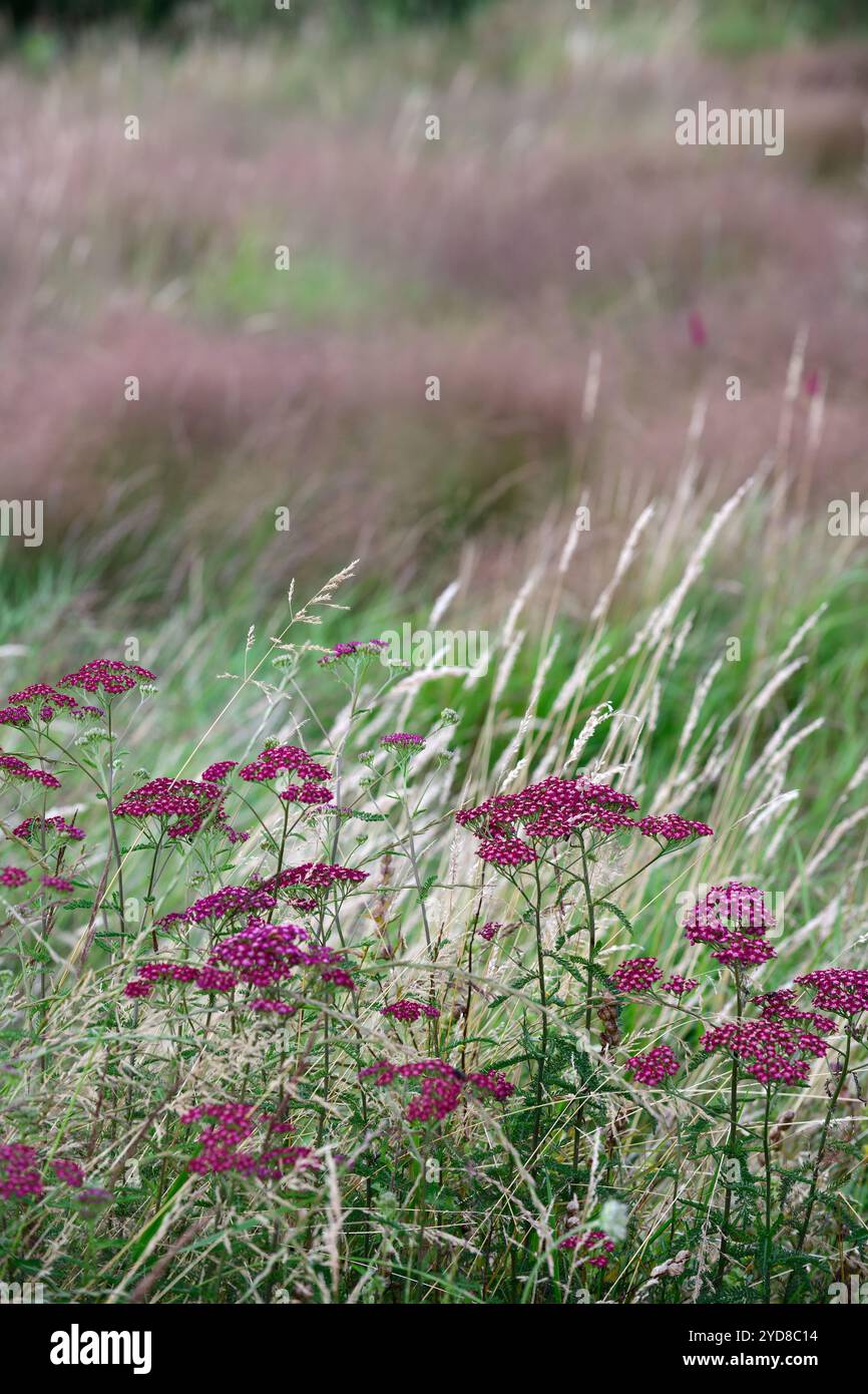 wildflower meadow,achillea,yarrow,grass,grasses,achillea growing in ...