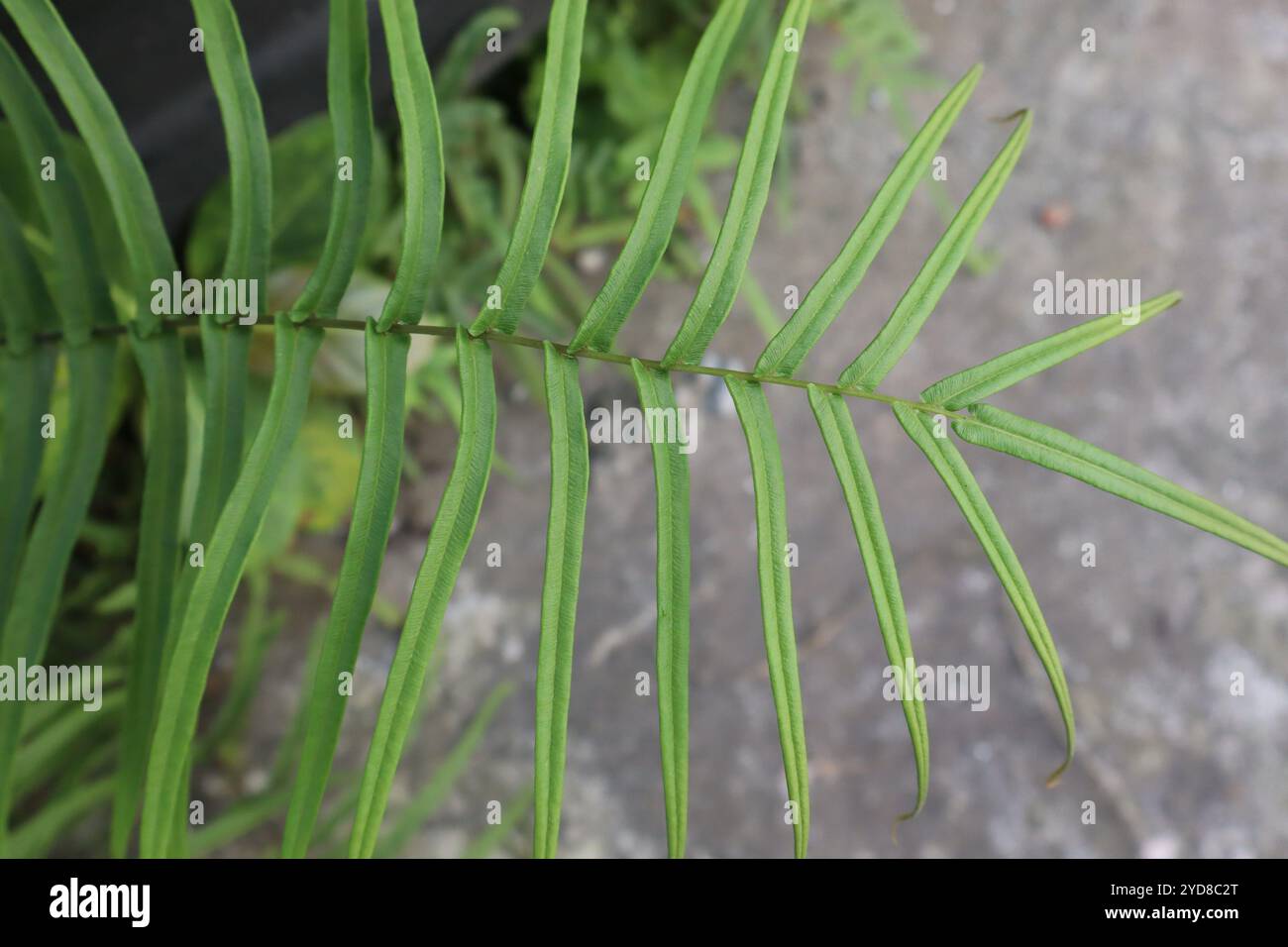 A fern Pteris vittata in a rooftop garden Stock Photo - Alamy