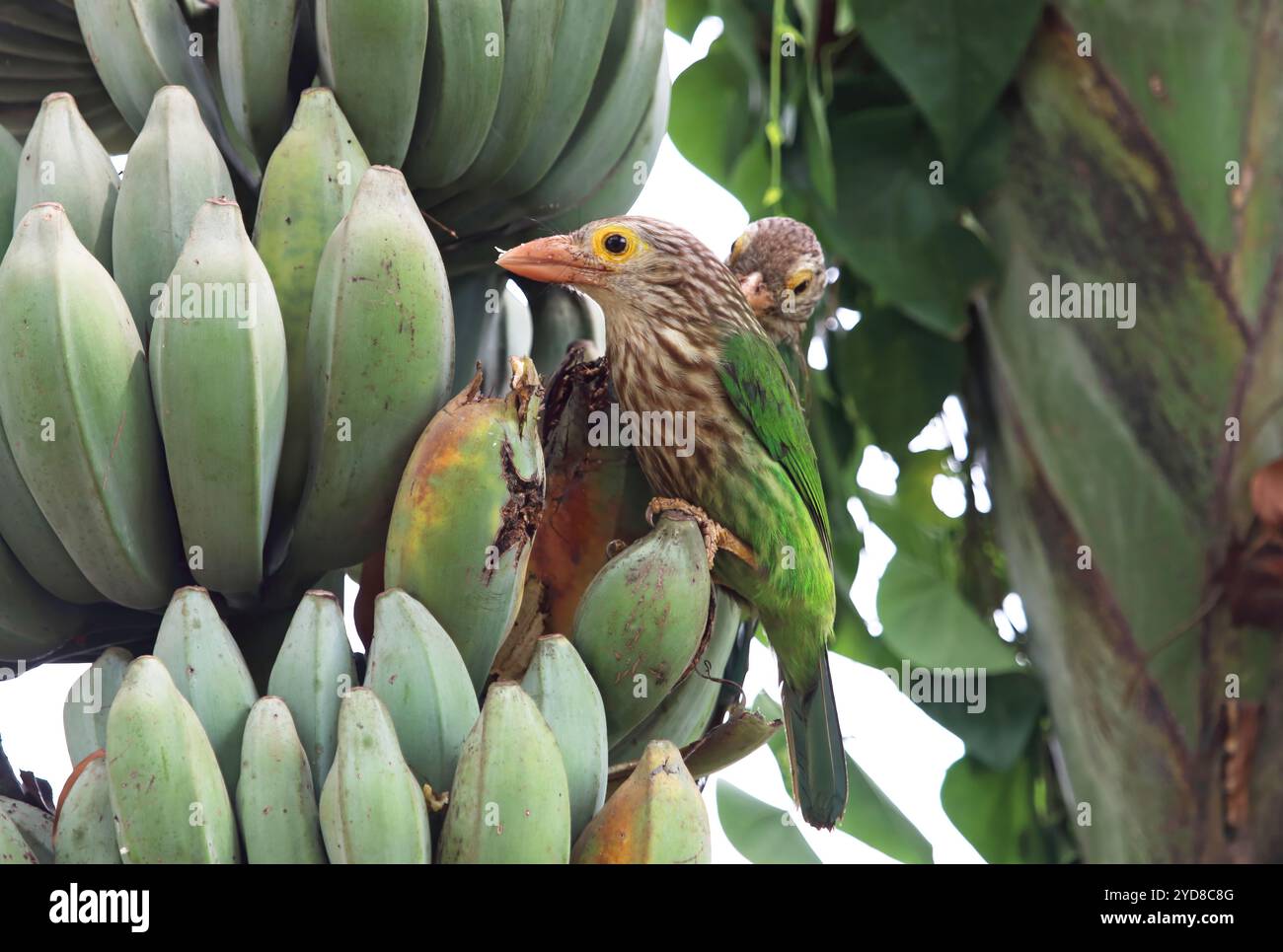 Lineated Barbet bird eating banana on a banana tree.this photo was ...