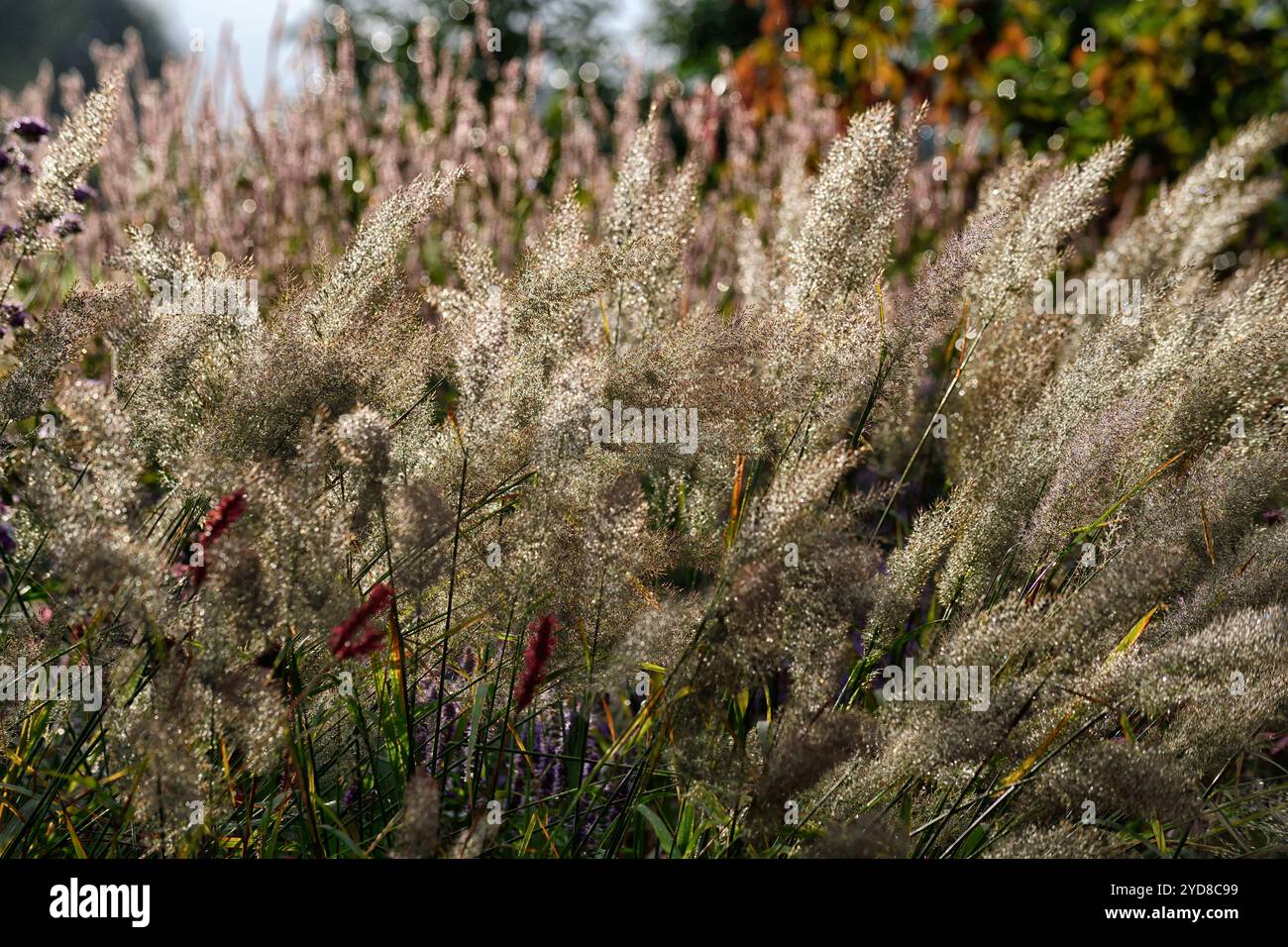 Calamagrostis brachytricha,silver inflorescence,Korean feather reed ...