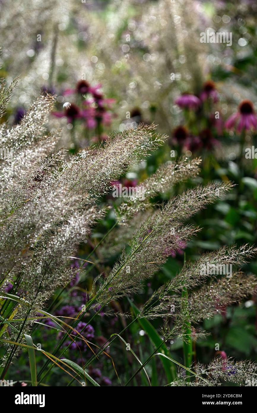 Calamagrostis brachytricha,silver inflorescence,Korean feather reed ...