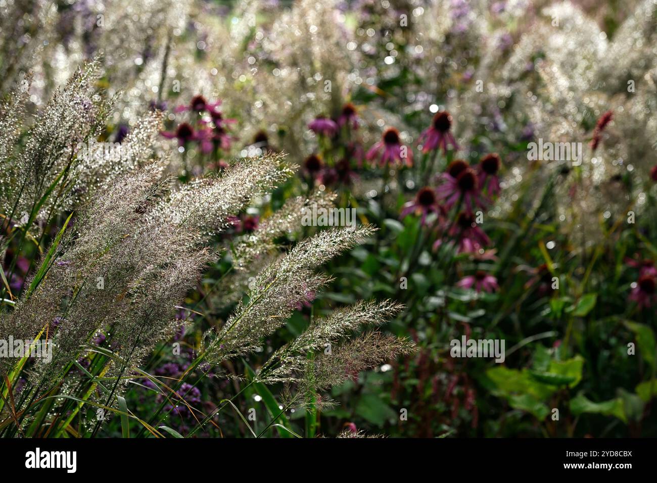 Calamagrostis brachytricha,silver inflorescence,Korean feather reed ...