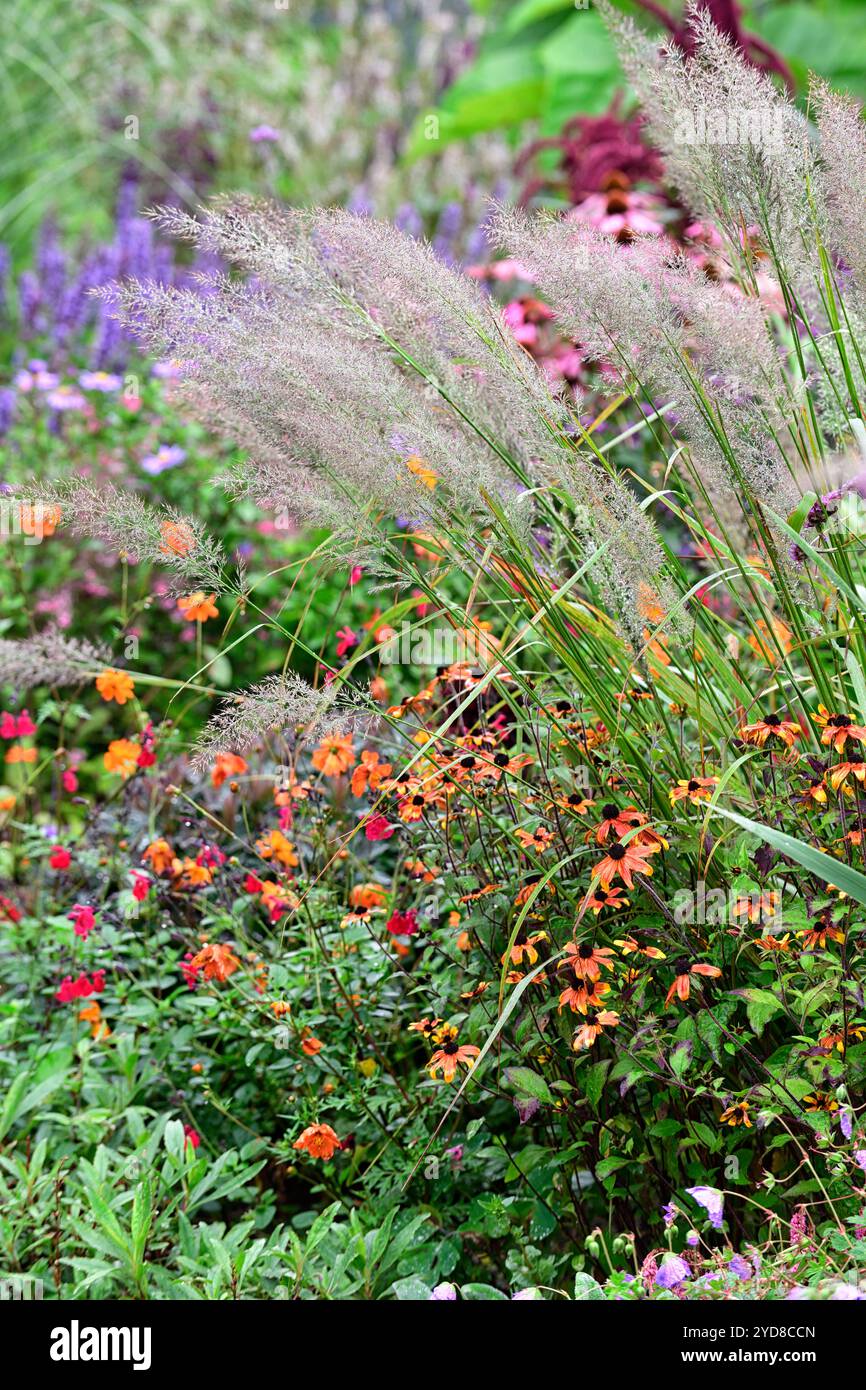 Calamagrostis brachytricha,rudbeckia triloba prairie glow,amaranthus ...