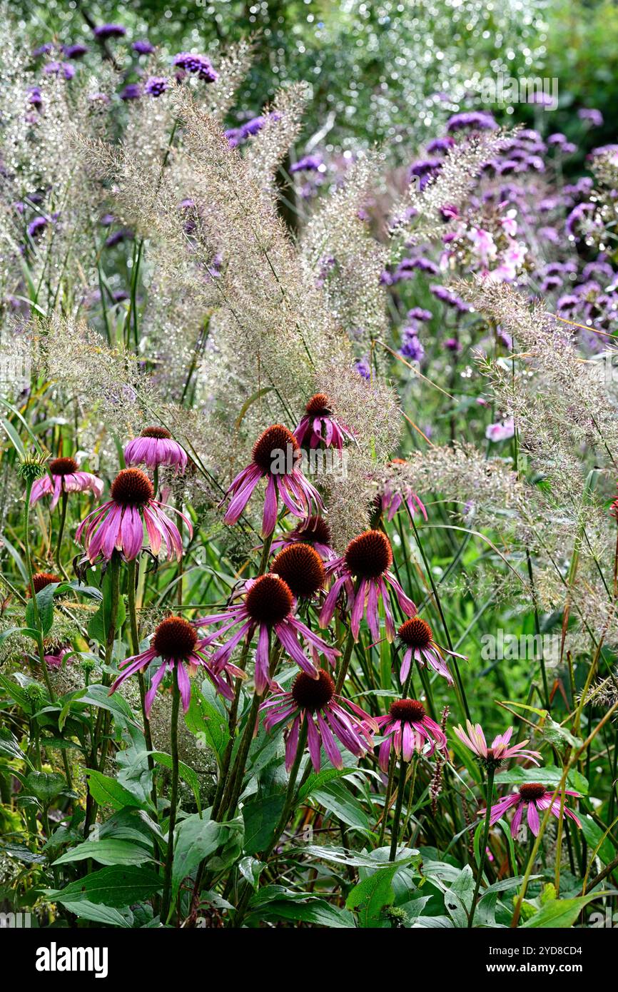 Echinacea purpurea,Calamagrostis brachytricha,silver inflorescence ...