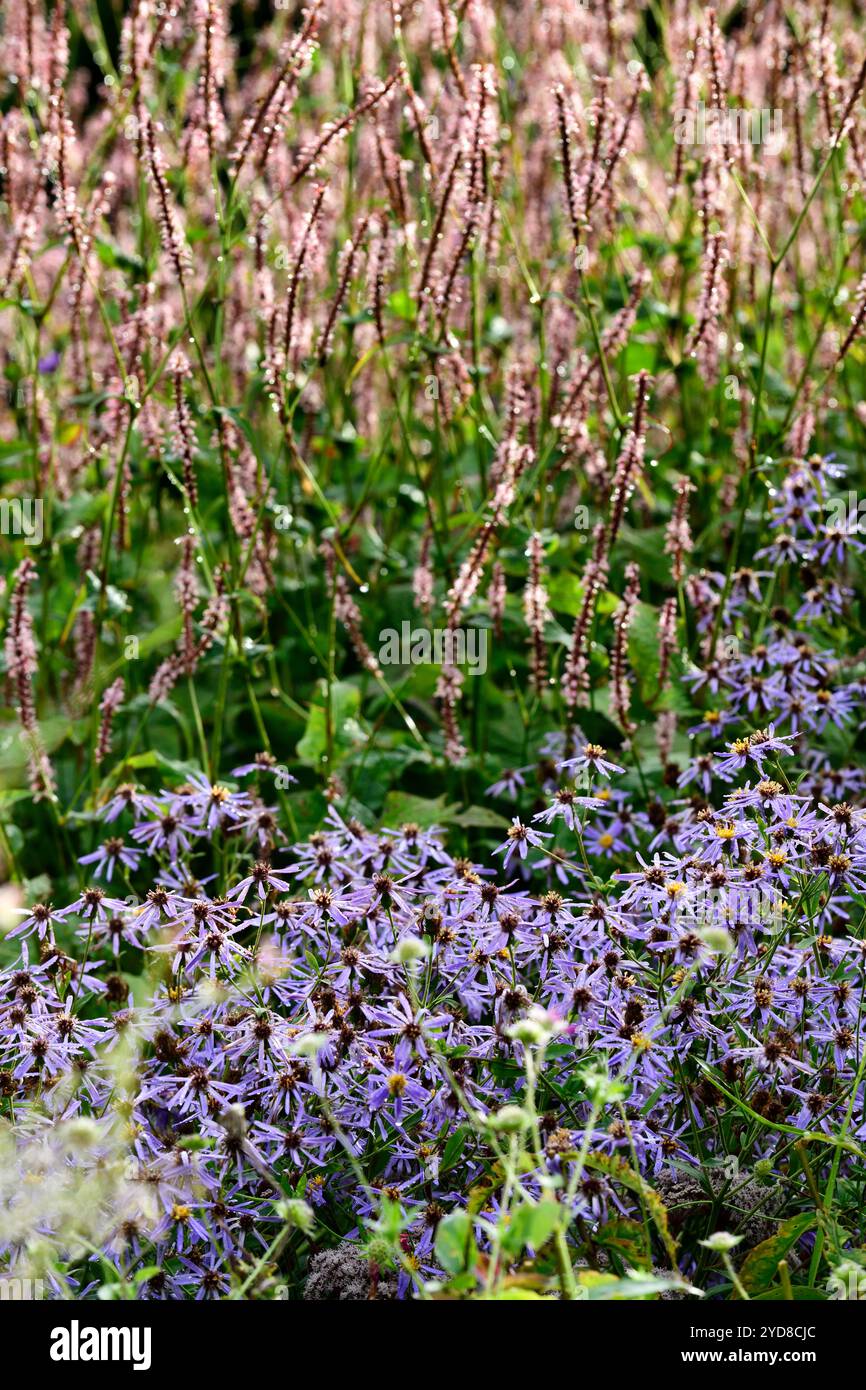 Persicaria amplexicaulis Rosea,Aster macrophyllus Twilight,Twilight big ...