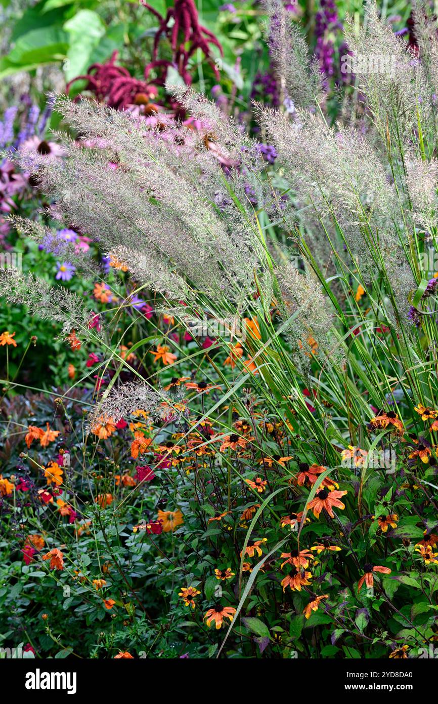 Calamagrostis brachytricha,rudbeckia triloba prairie glow,amaranthus ...