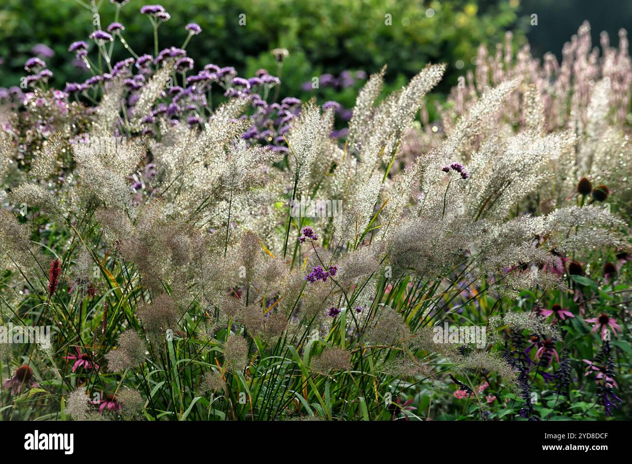 Calamagrostis brachytricha,verbena bonariensis,,silver inflorescence ...